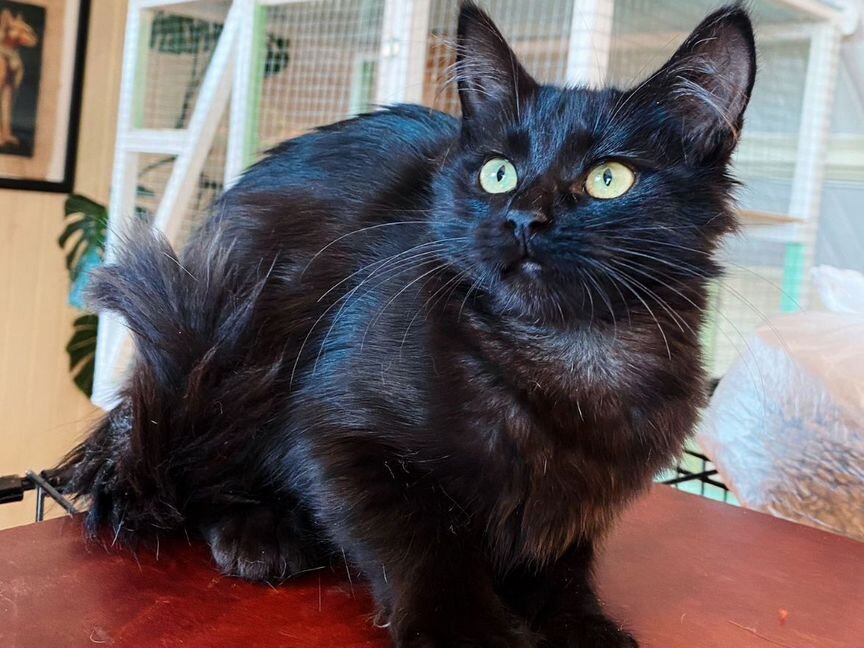 Черный пушистый котенок