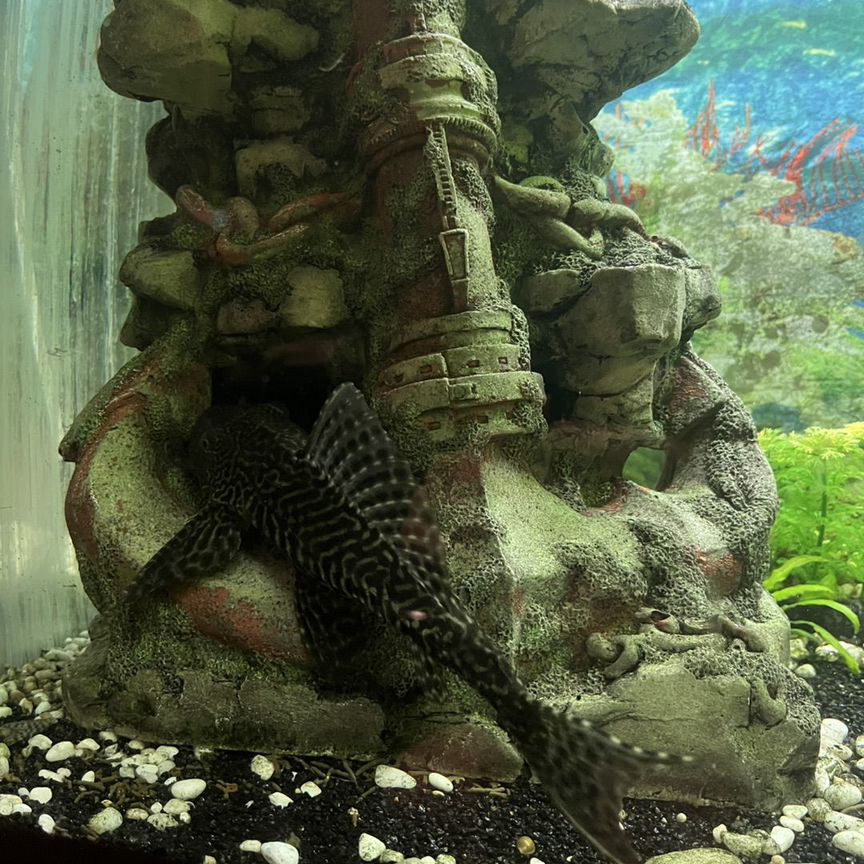 Сом Анцитрусовой большой