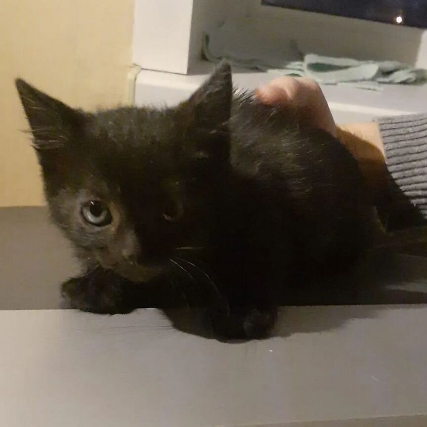 Котёнок в добрые руки бесплатно