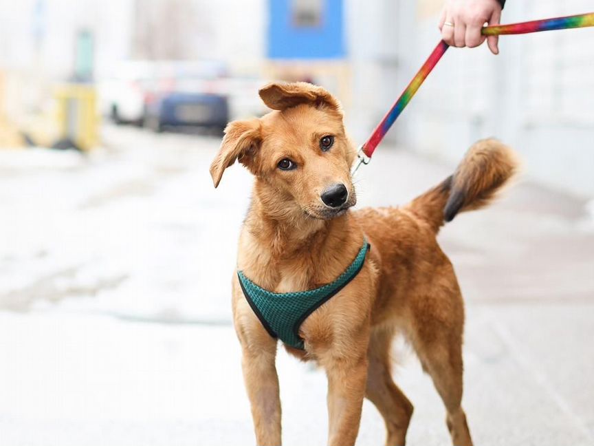 Щенок Летящие Уши ищет дом