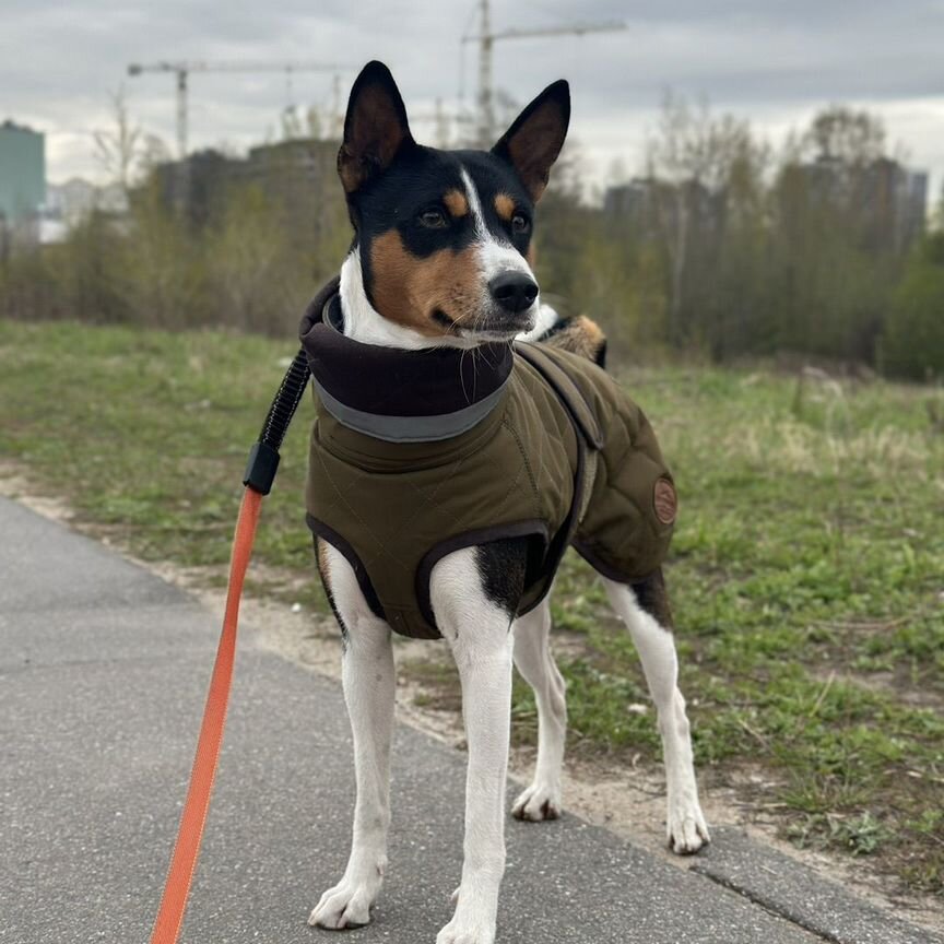 Попона для собаки Bravehound
