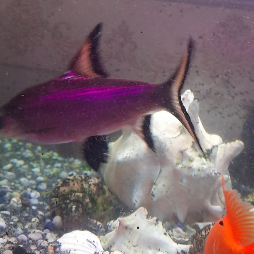 Рыба Акулий Балу