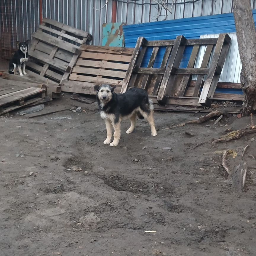 Собака в добрые руки