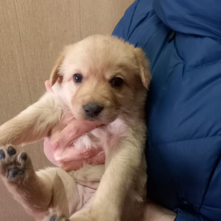 Щенята в добрые руки