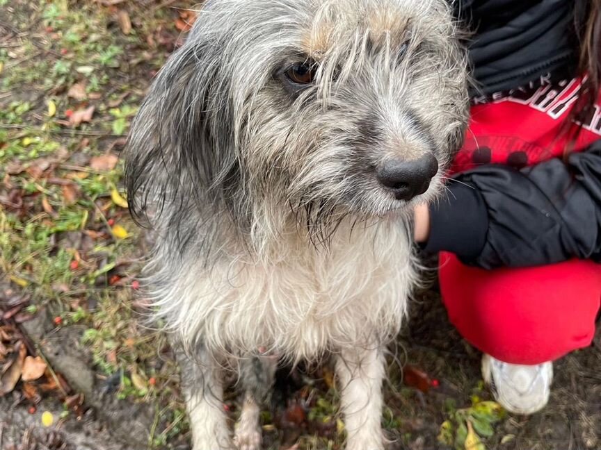 Собака оставлена на дачах