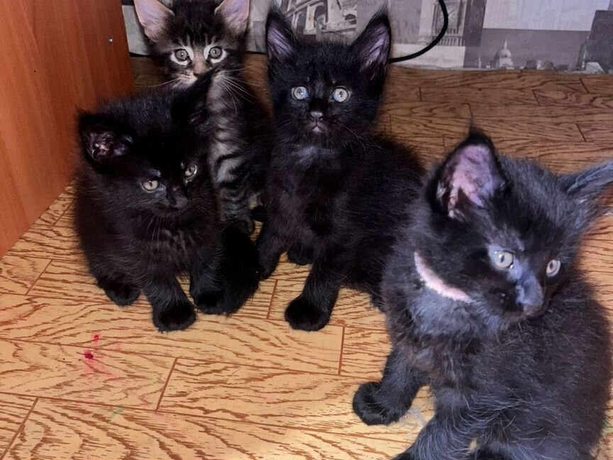 Котята мейн-кун