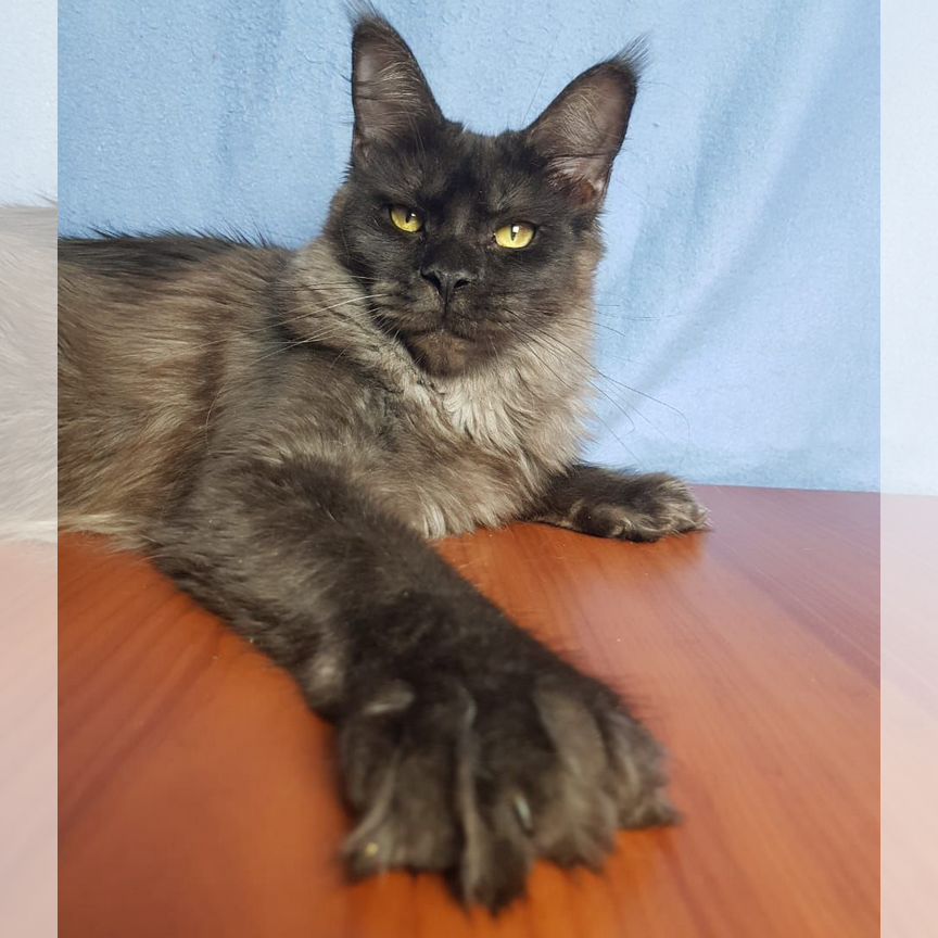 Кошка мейн кун