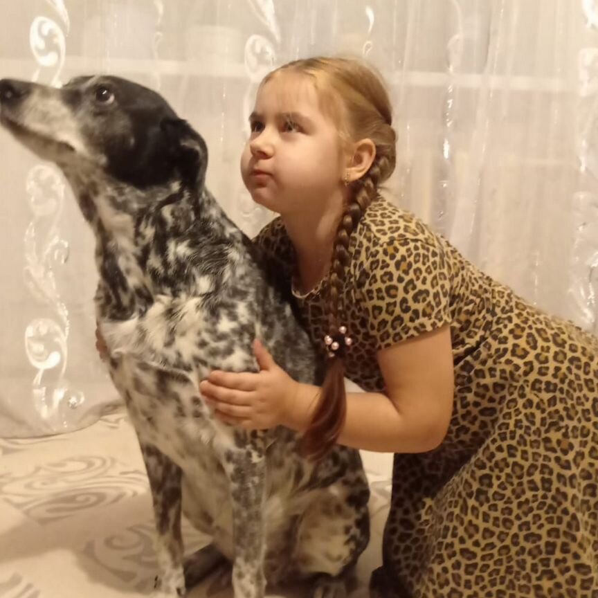 Взрослая собака в добрые руки