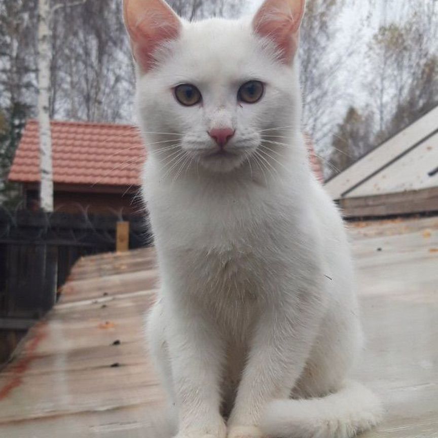 Котенок полубританец