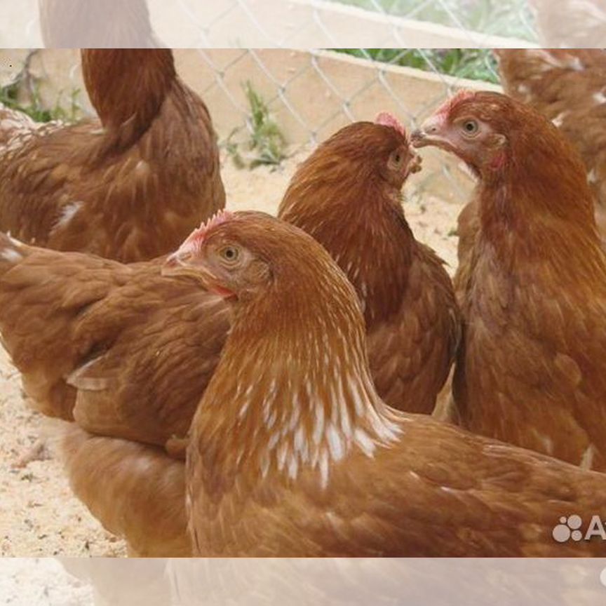 Куры Несушки с доставкой Легорн белая