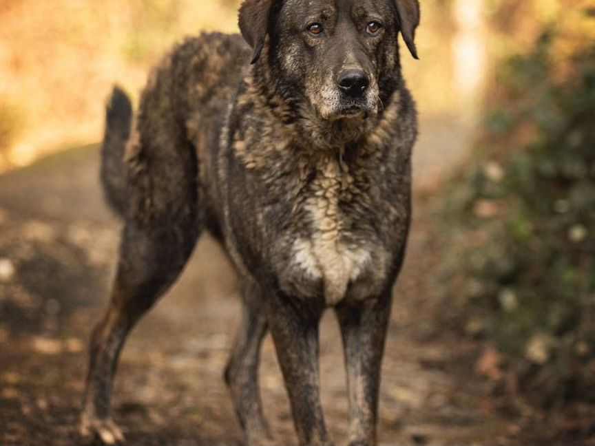 Собаня ищет дом