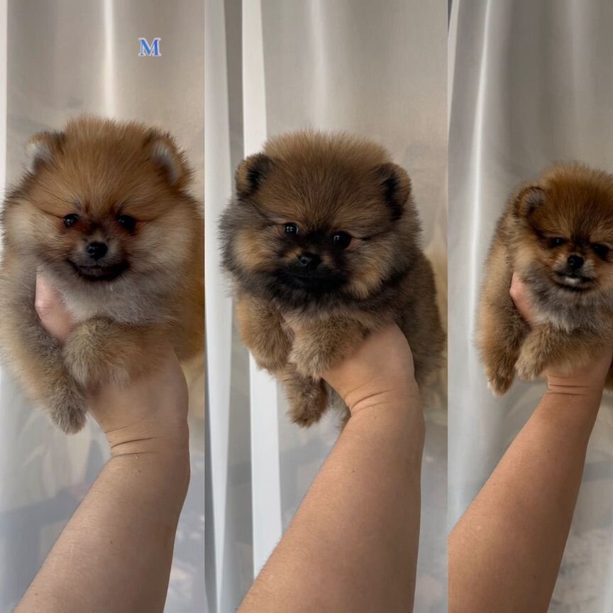 Померанский шпиц, щенок