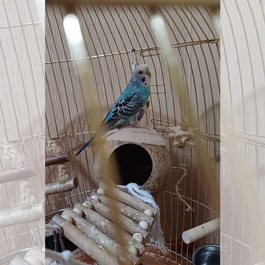 Волнистый попугай с клеткой