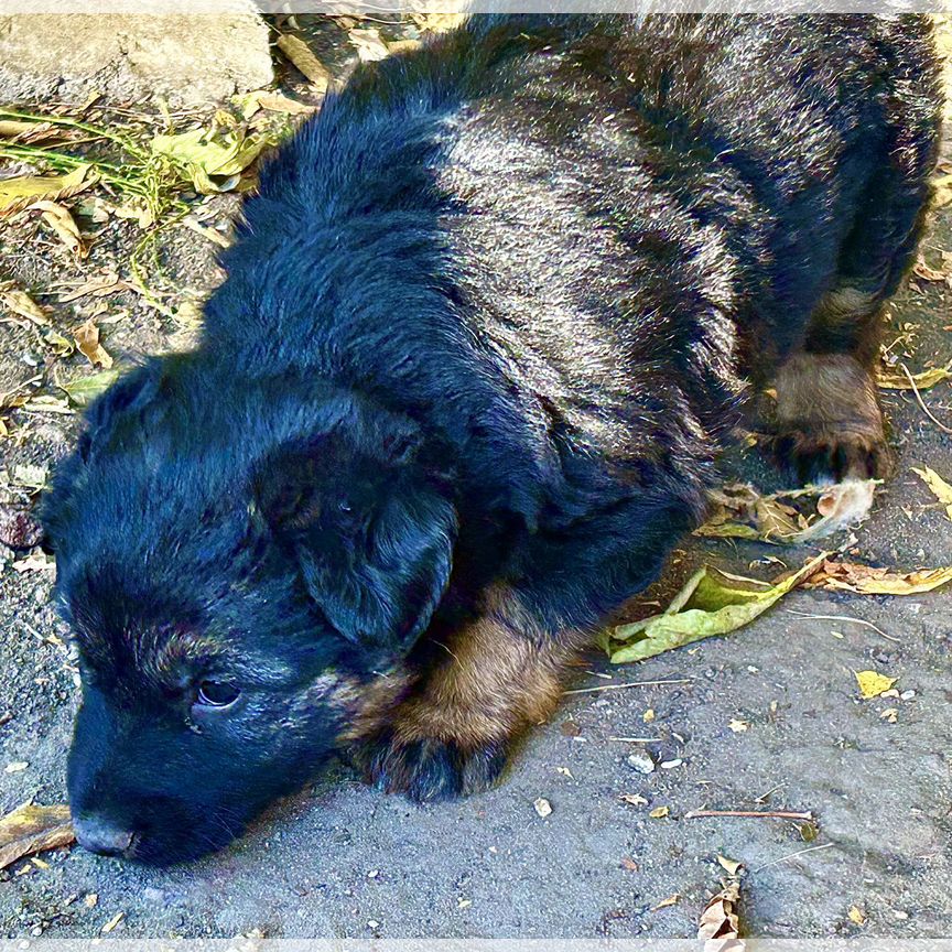 Щенок в добрые руки