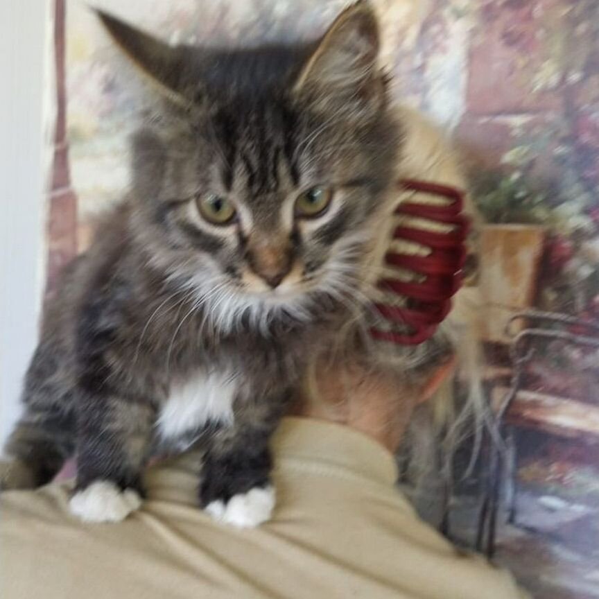 Кошки в добрые руки