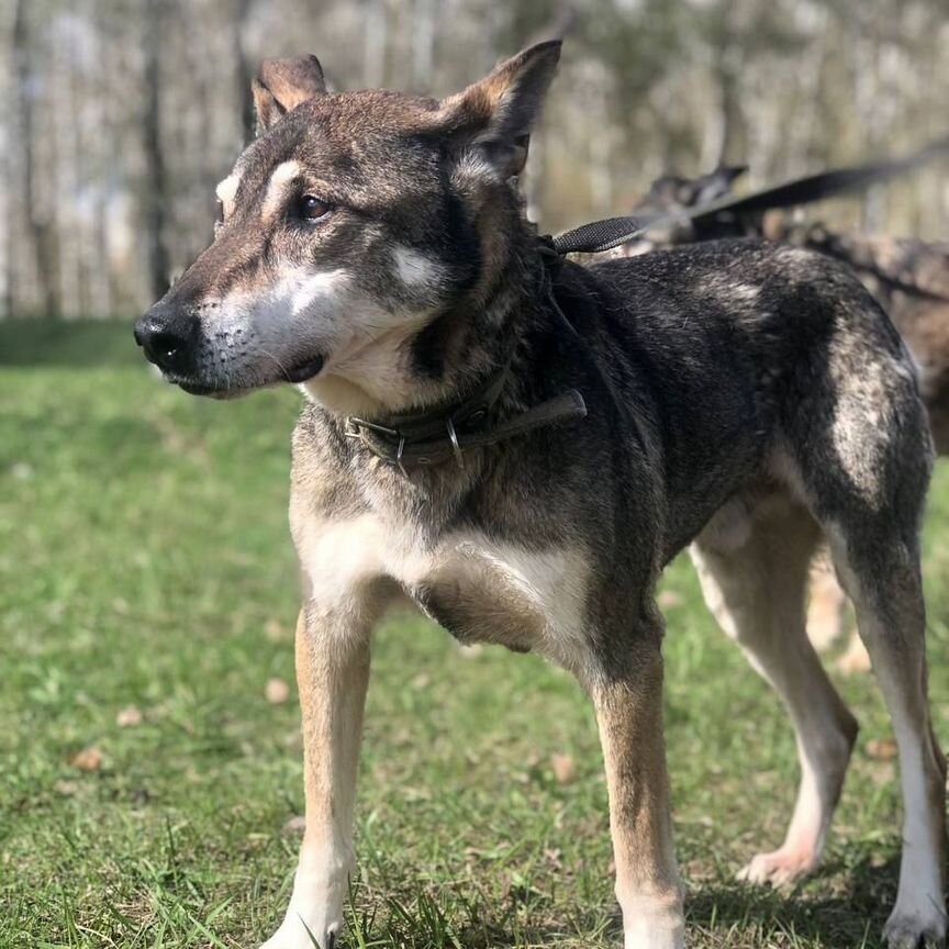 Гек - невероятный пёс из приюта ищет дом