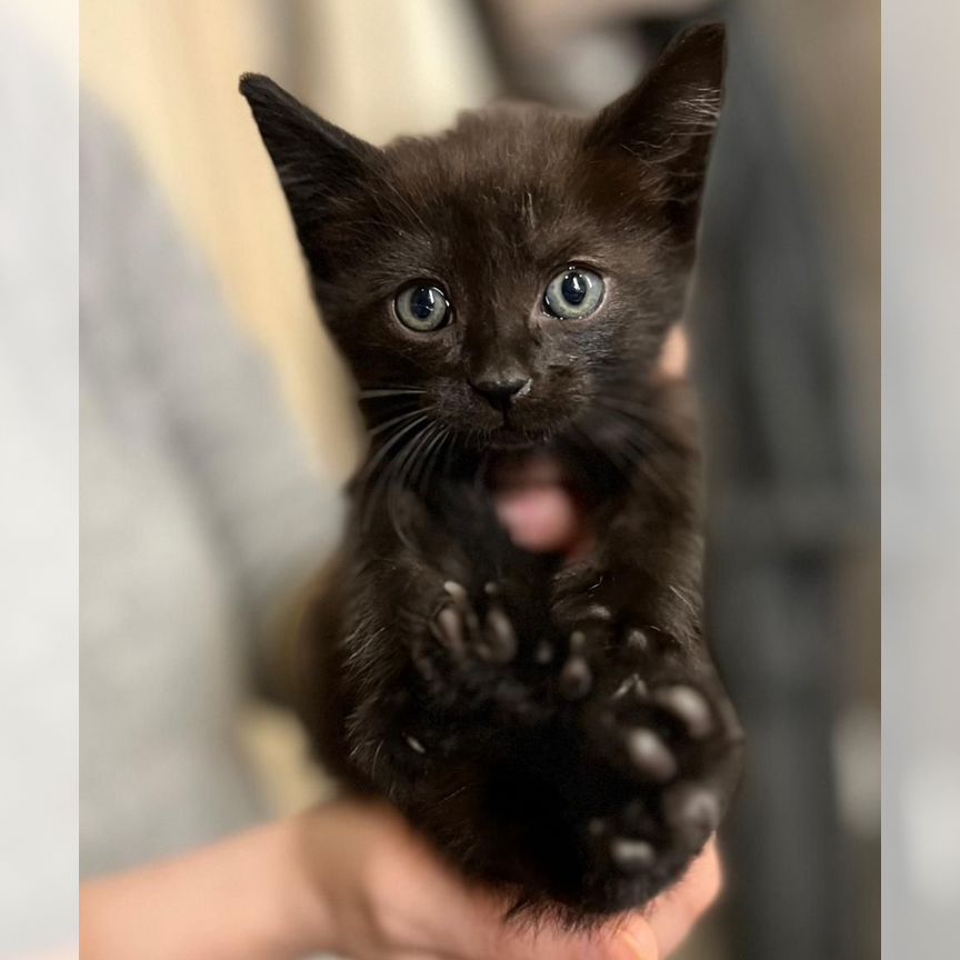 Котенок Гоша ищет дом