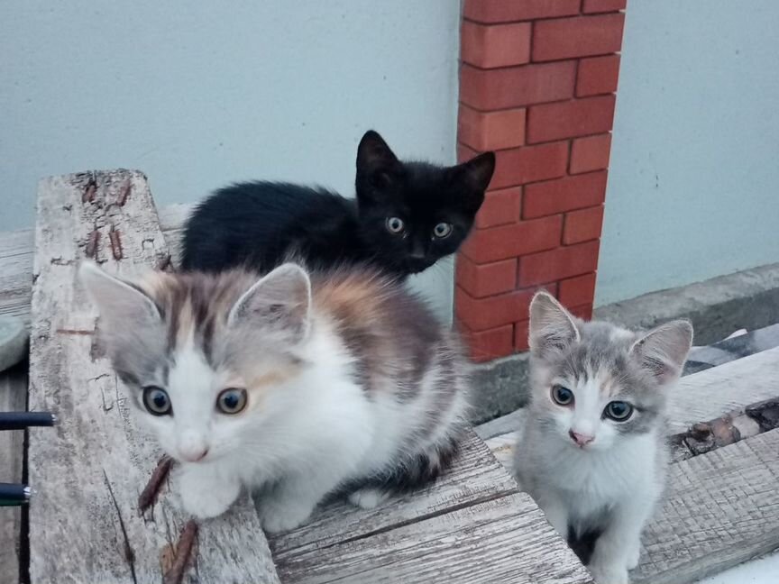 Котята в добрые руки