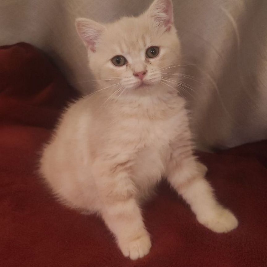 Шотландский вислоухий короткошёрстный котёнок