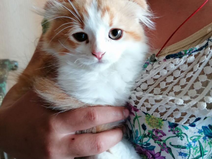 Отдам котят