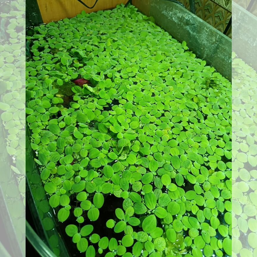 Аквариумное растение