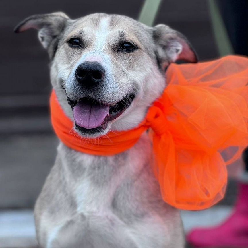 Очаровательная Бренди в поисках дома