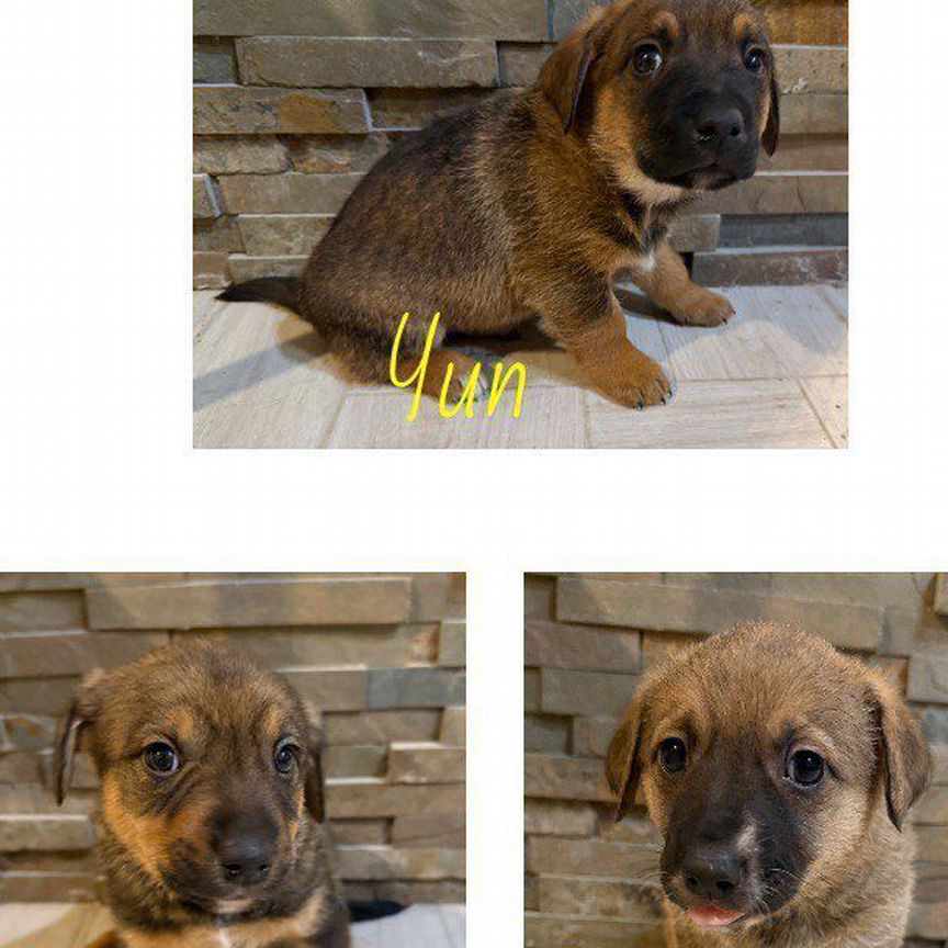 Щенок в добрые руки