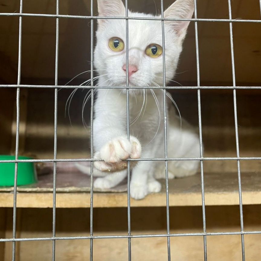 Детство в клетке прошло