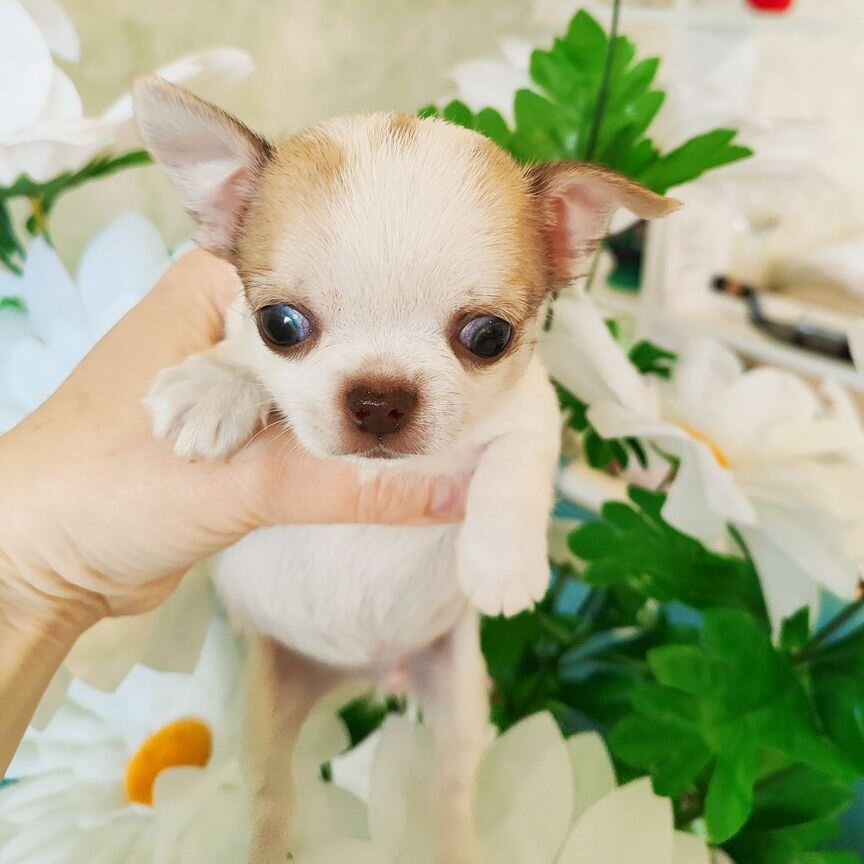 Девочка и мальчик