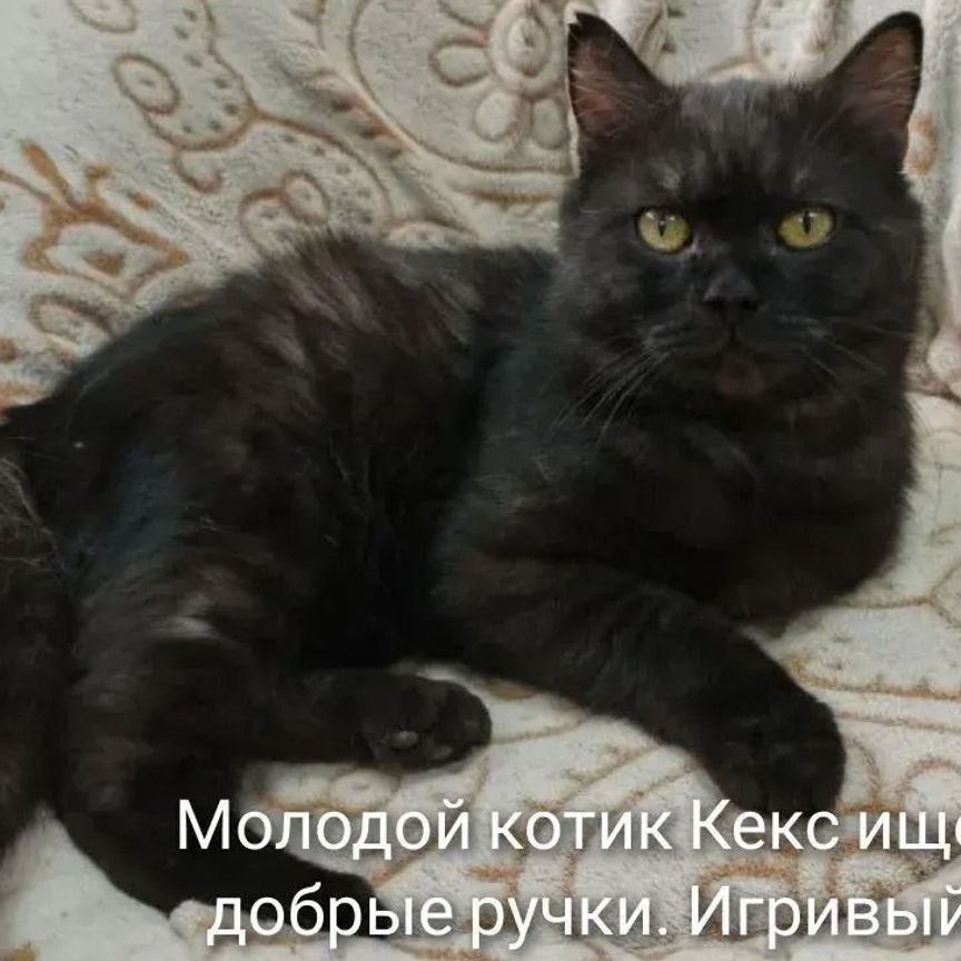 Шотландский прямоухий короткошёрстный, взрослый кот