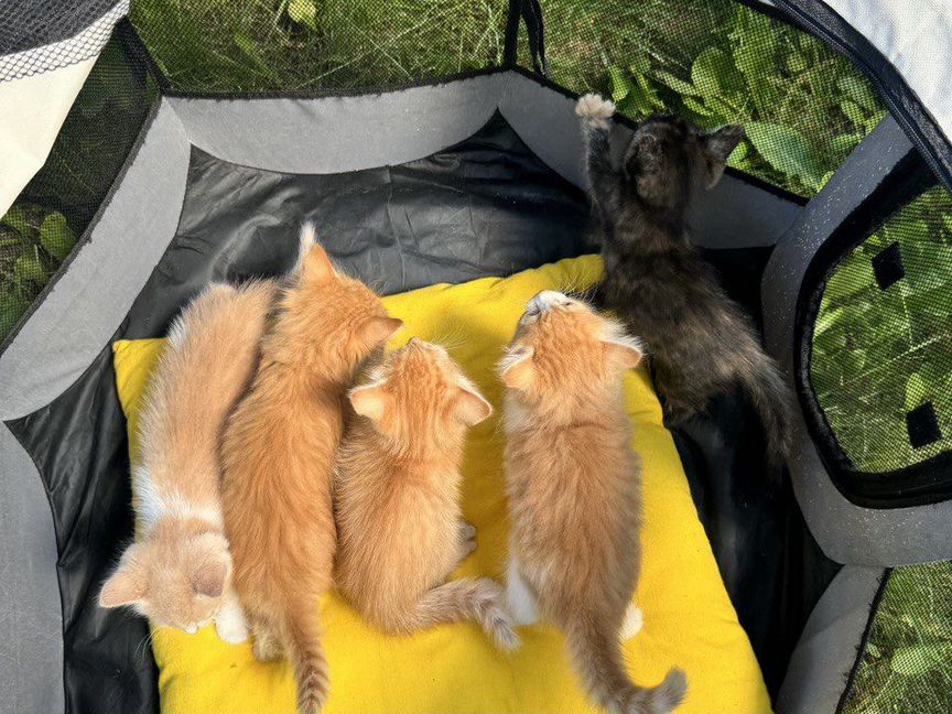 Котята