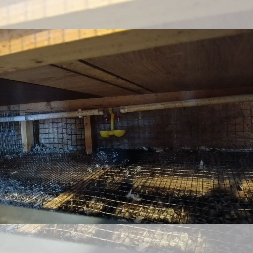 Ферма для птиц, клетка для кроликов, перощипалка