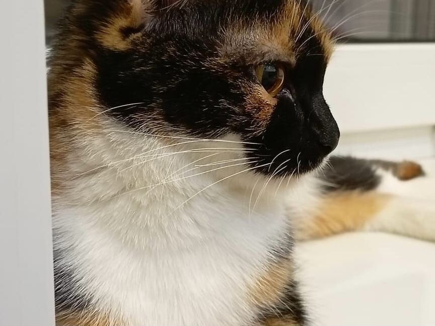 Кошка и котенок в дар