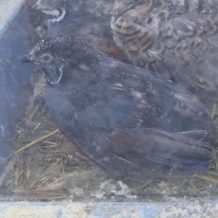 Расписные перепела