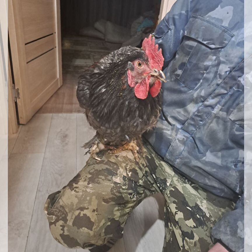 Домашние молодые петухи