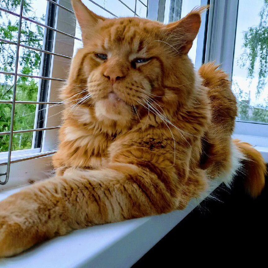 Мейн-кун, взрослый кот