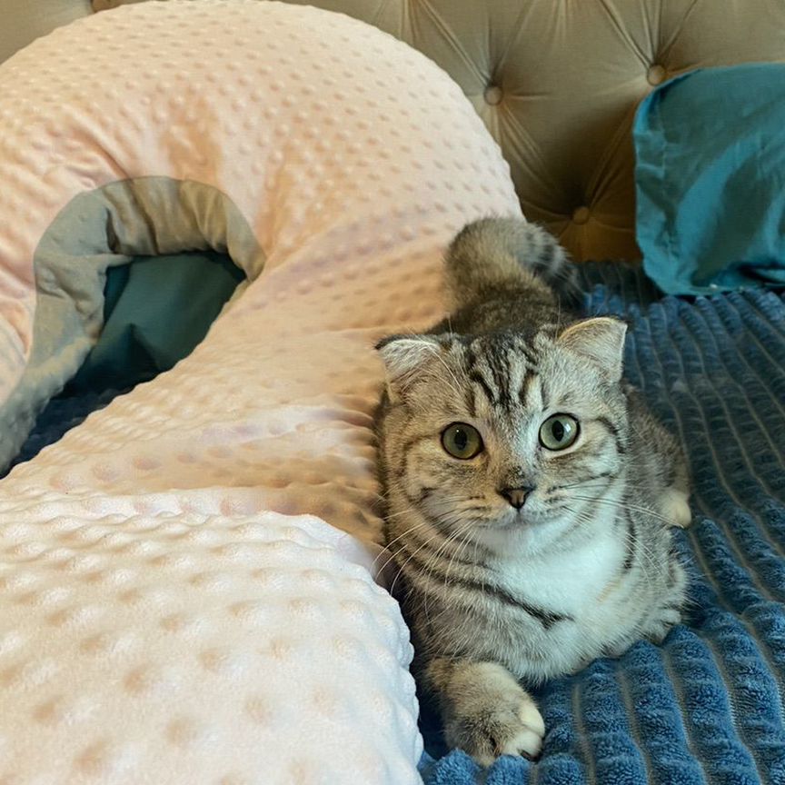 Британский котенок