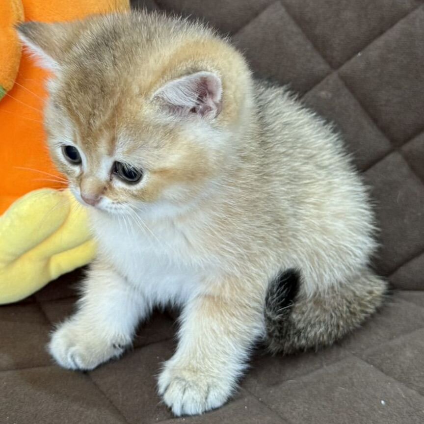Британский короткошёрстный котёнок