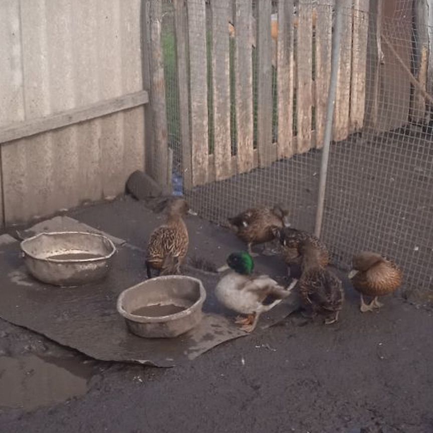 Подсадные утки чубарые