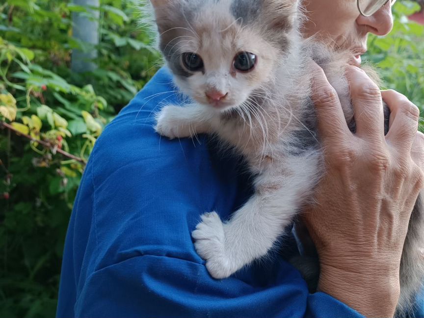 Трехцветный котенок девочка