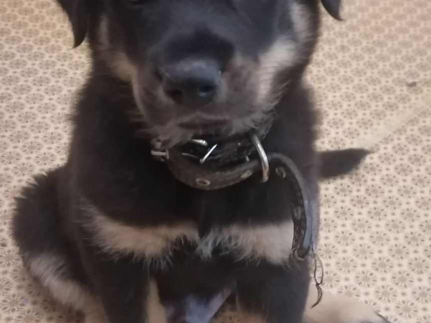 Помесь овчарки и хаски