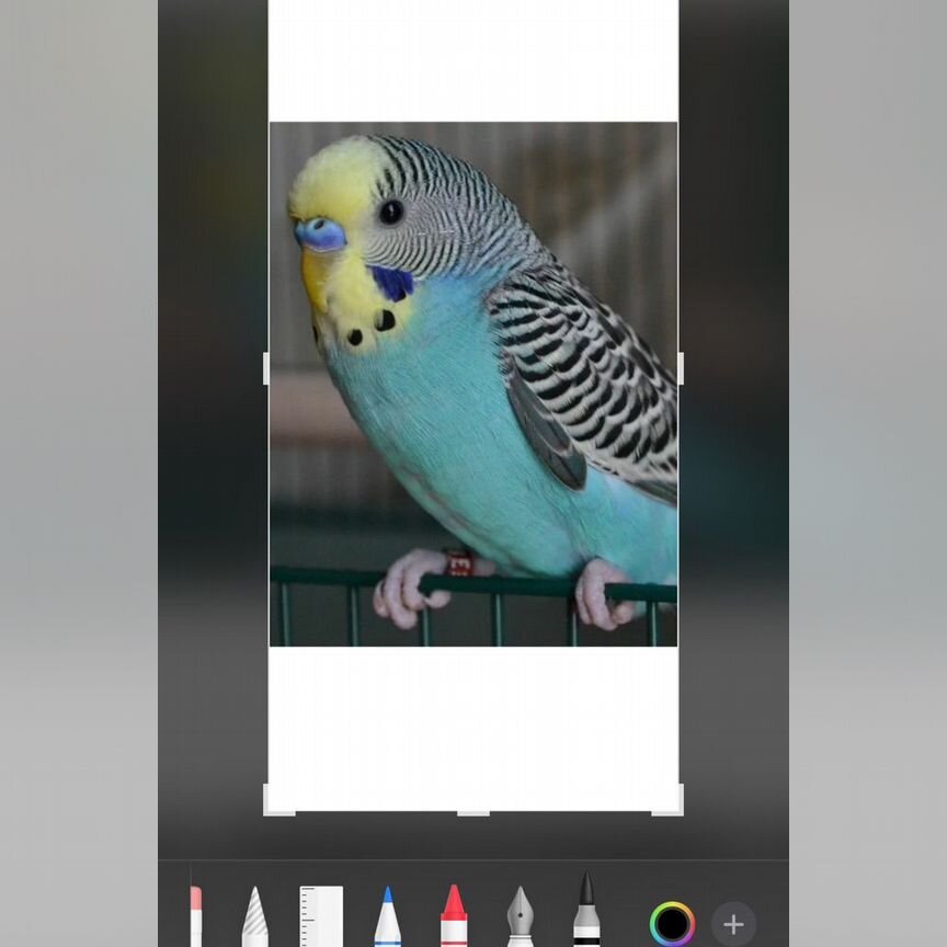 Волнистый попугай Бронь