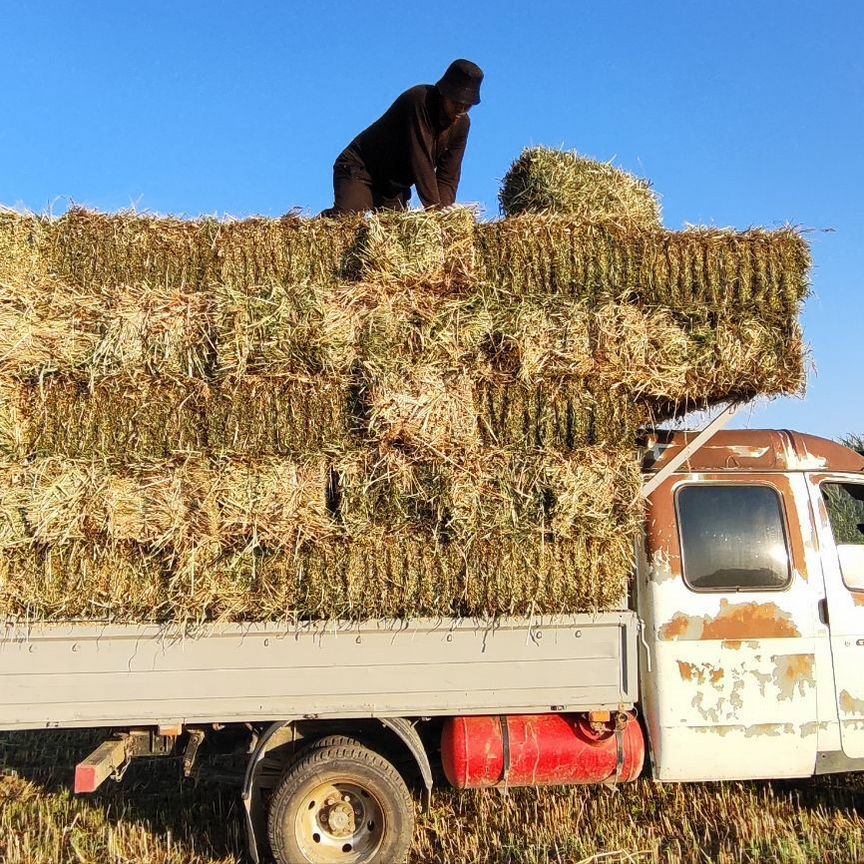 Сено суданка