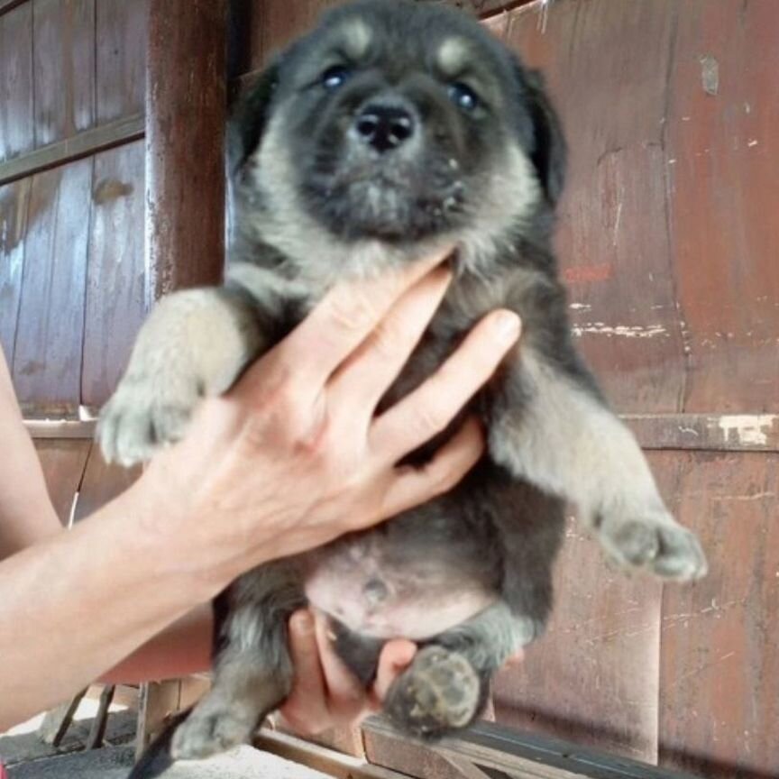 Мальчик в добрые ручки