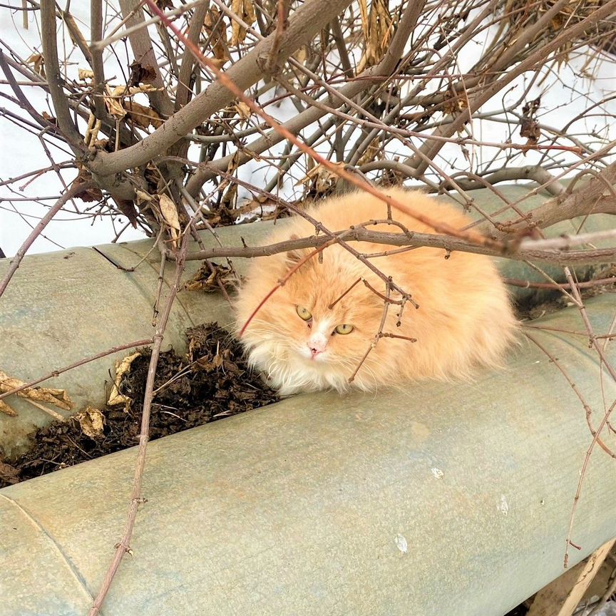 Рыжему котику нужен дом