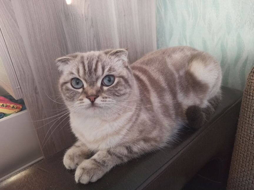 Шотландская вислоухая, скоттиш-фолд