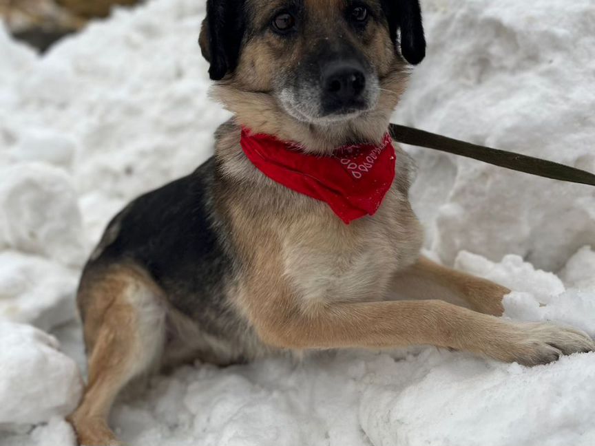 Собака Глаша в добрые руки