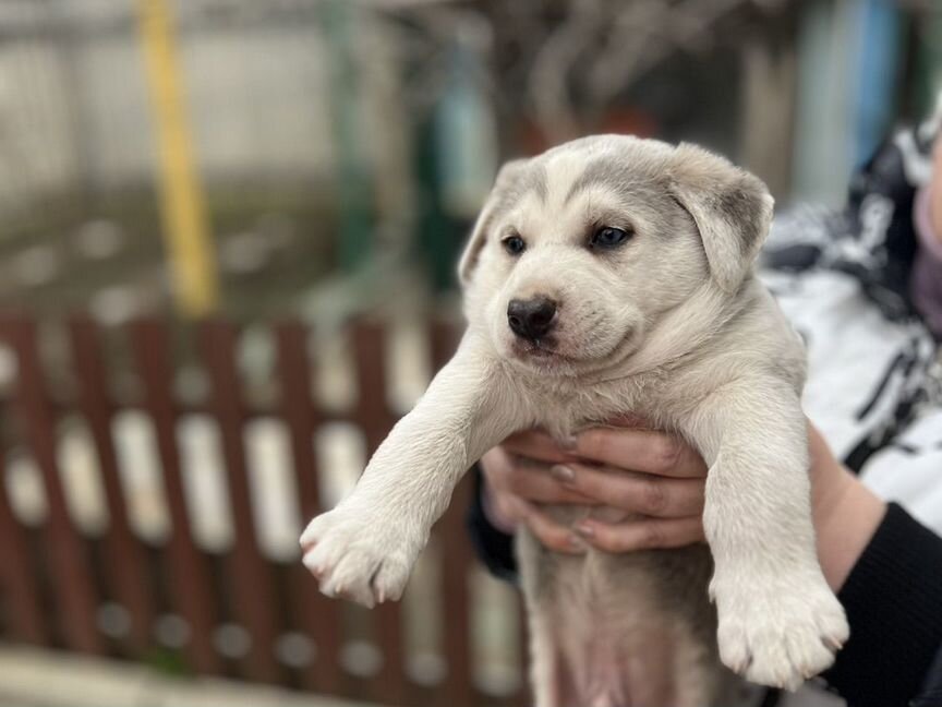 Кутята в добрые руки