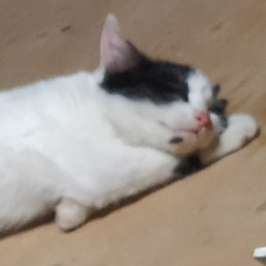 Котёнок в добрые руки