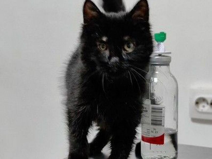 Уникальный котенок с разными глазами в добрые руки